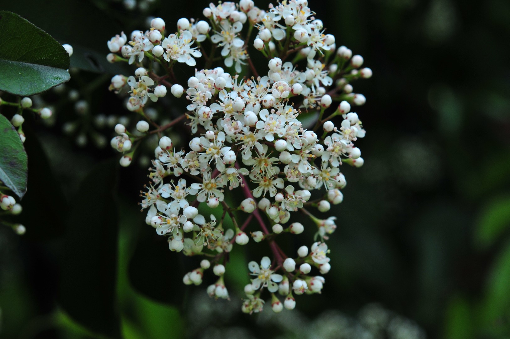 Taiwanese photinia (Photinia serratifolia) Flower, Leaf, Care, Uses ...