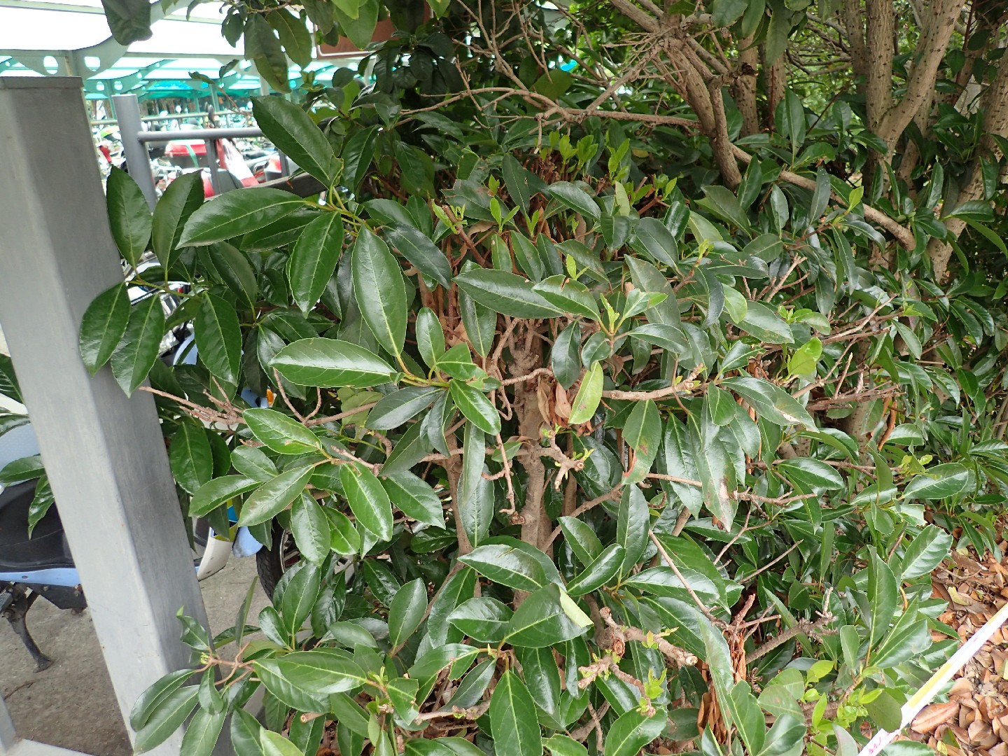 아왜나무 (Viburnum odoratissimum var. awabuki) - PictureThis