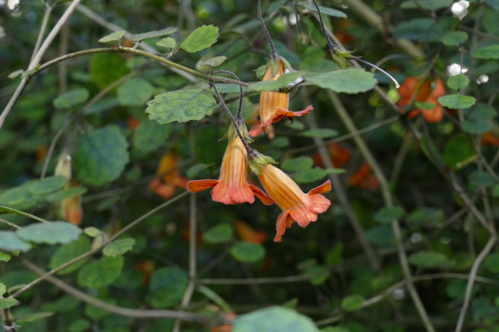 Rhabdothamnus solandri - PictureThis