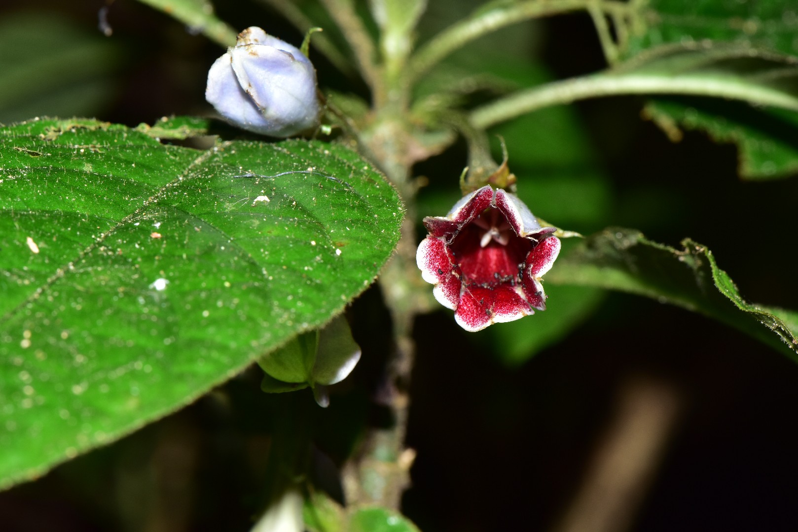 Chinese acranthera Care (Watering, Fertilize, Pruning, Propagation ...