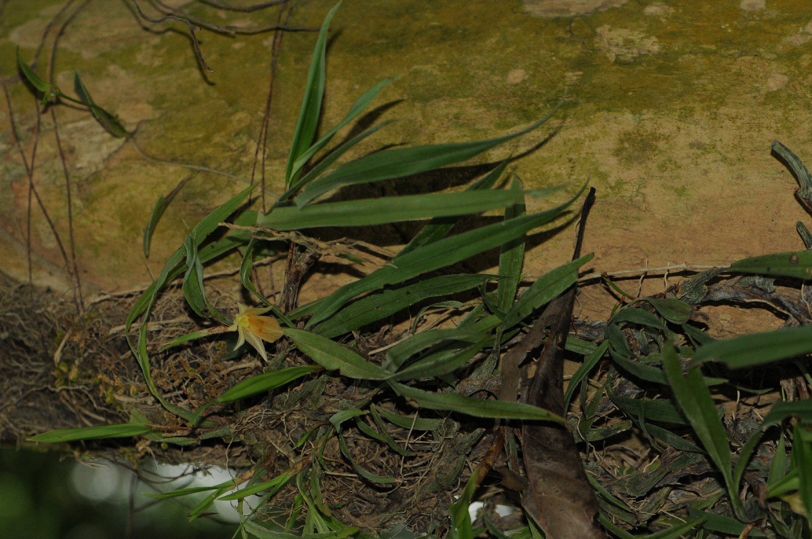 Panisea uniflora - PictureThis