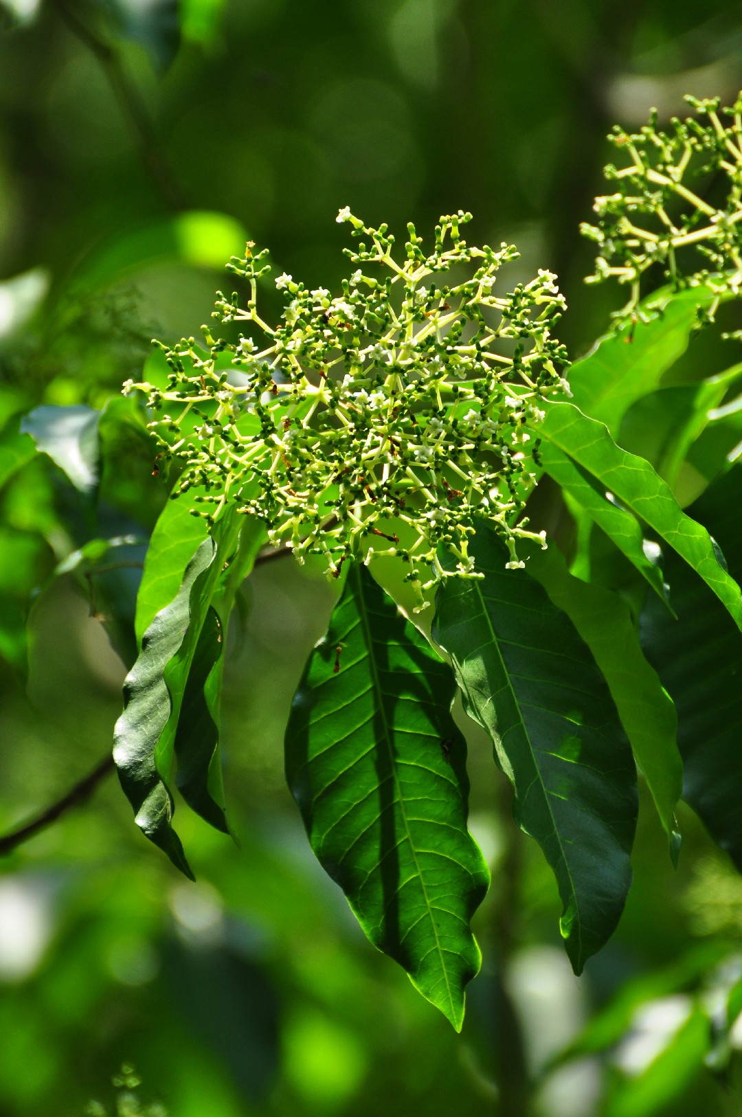 Poison devil's-pepper (Rauvolfia vomitoria) Flower, Leaf, Care, Uses ...