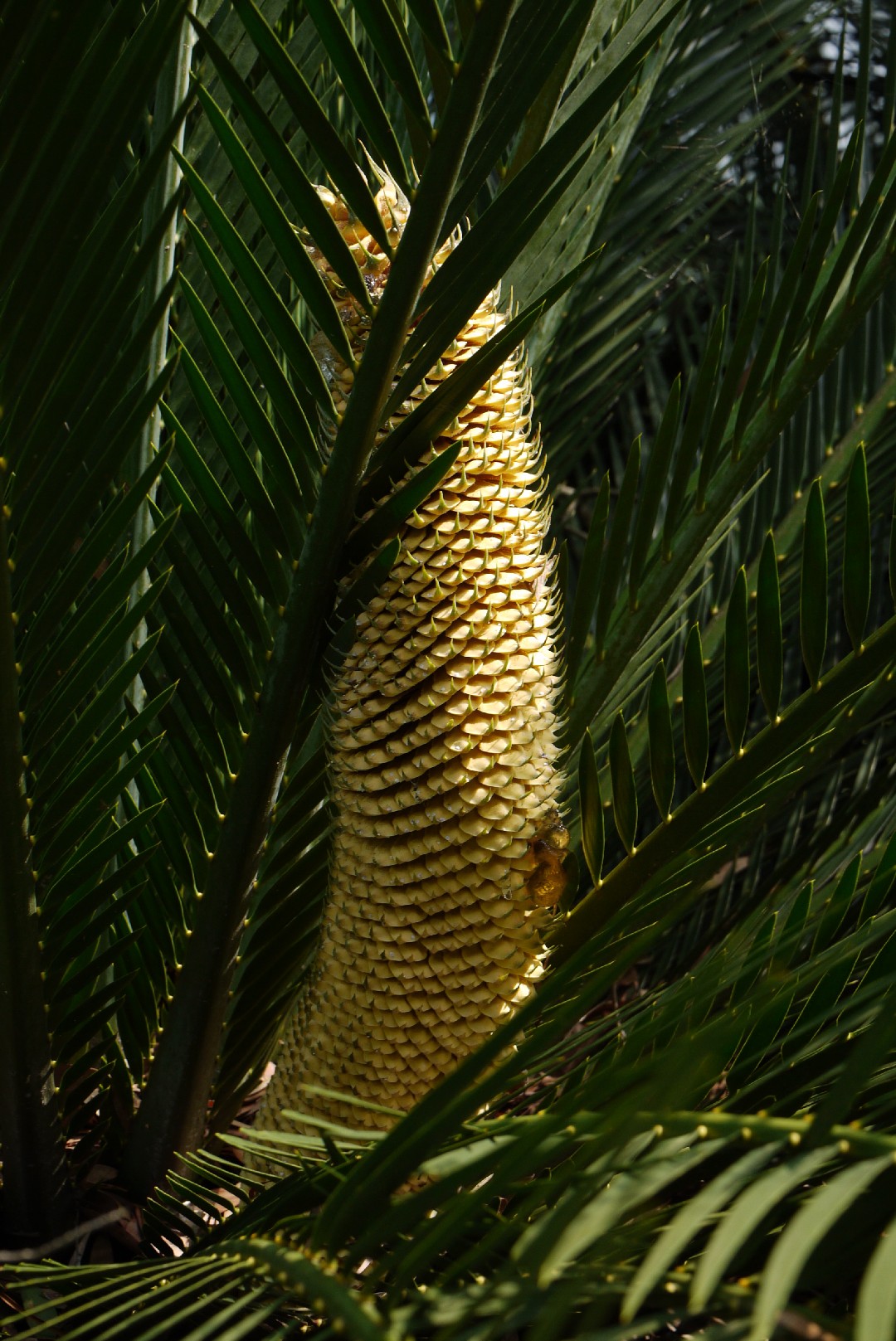 How to Plant and Grow Moore's cycad(Macrozamia moorei)
