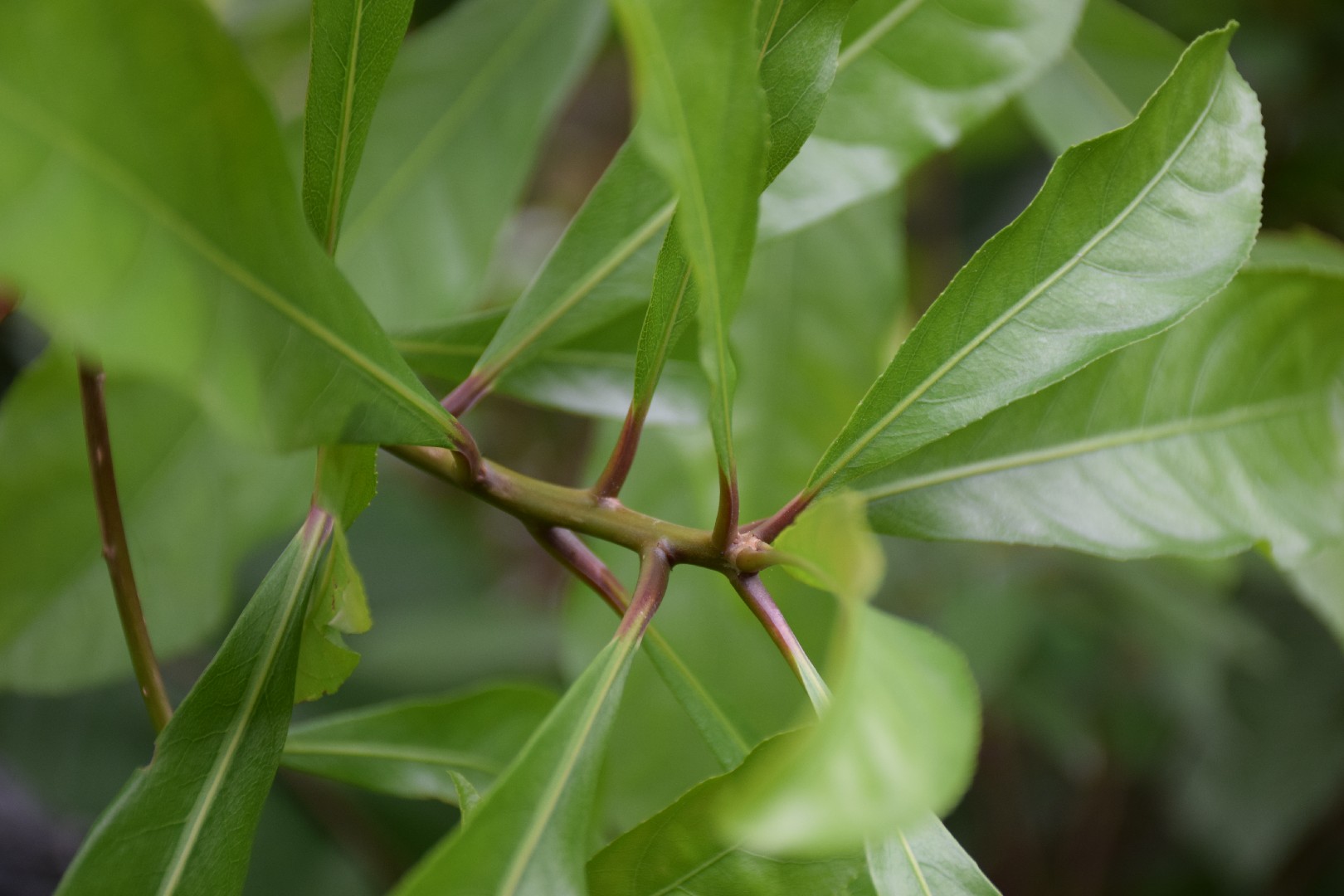 Gustavia superba - PictureThis