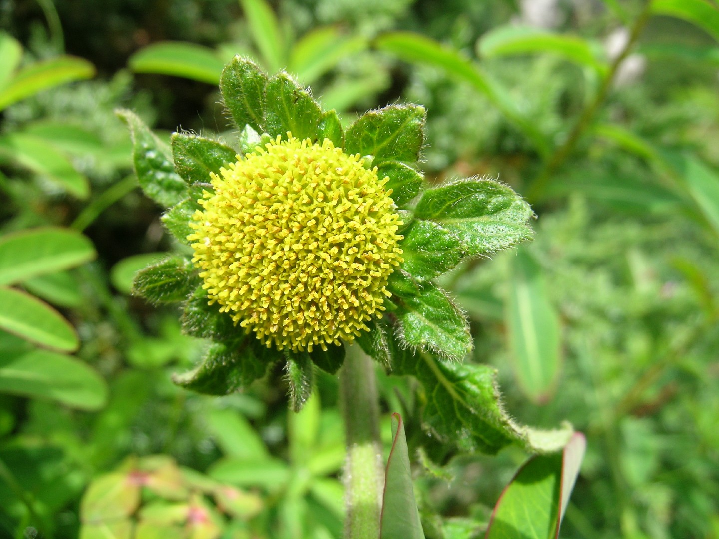 carpesium Care (Watering, Fertilize, Pruning, Propagation) - PictureThis