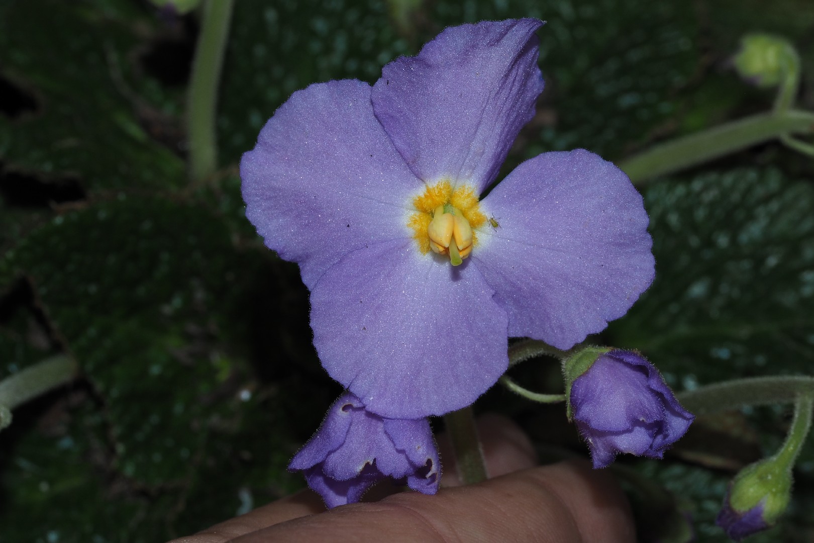 Ramonda nathaliae - PictureThis