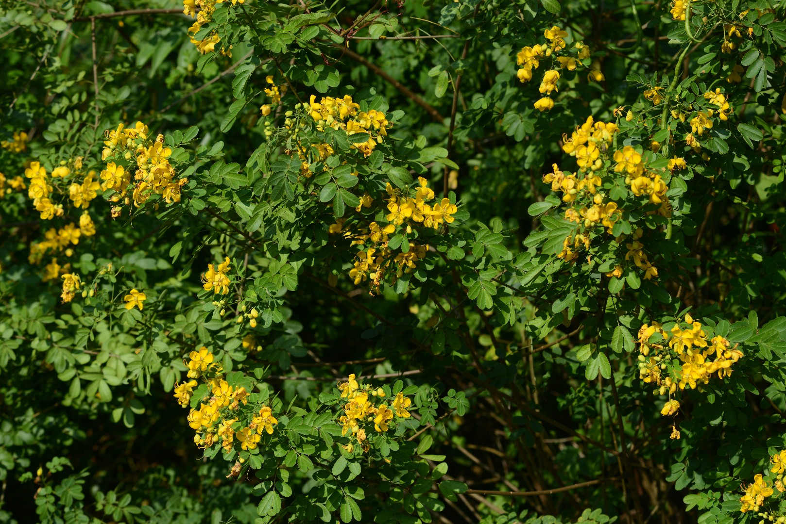 Canudo-de-pito (Senna bicapsularis) - PictureThis