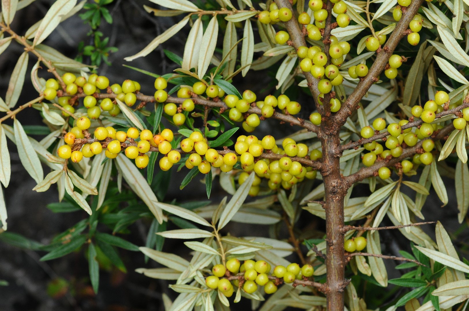 Hippophae rhamnoides subsp. yunnanensis - PictureThis