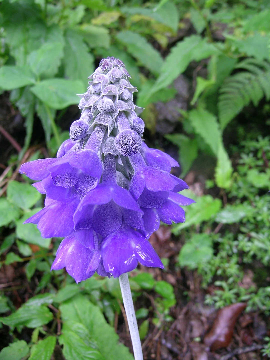 Flaccida primrose (Primula flaccida) Flower, Leaf, Care, Uses - PictureThis