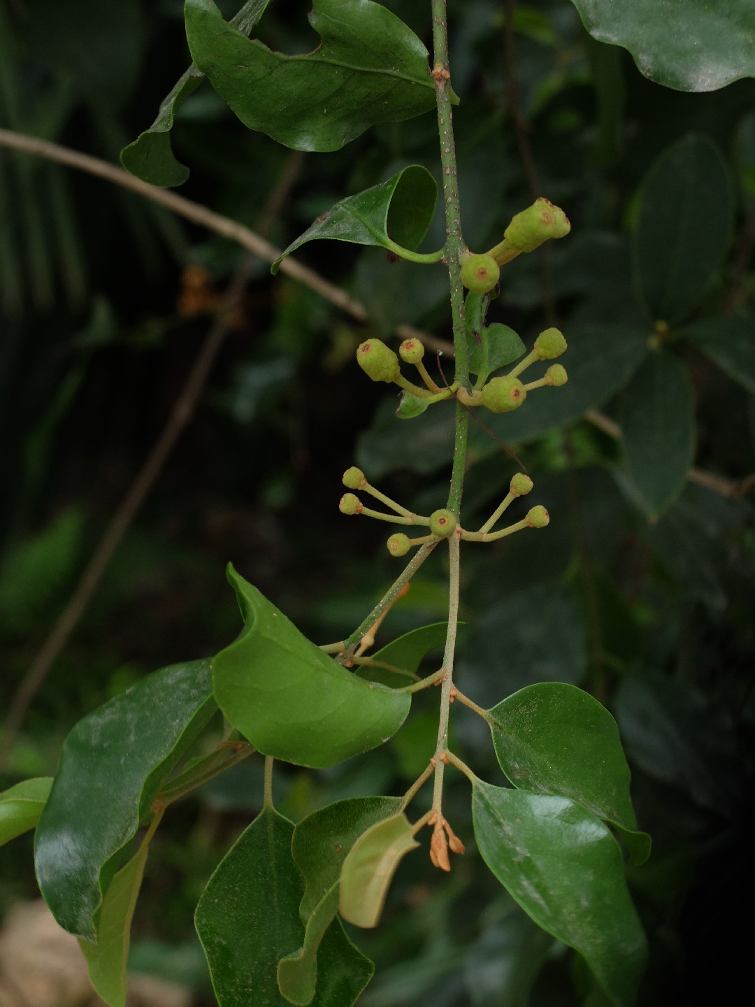 Chinese taxillus twig (Taxillus sutchuenensis) Flower, Leaf, Care, Uses ...