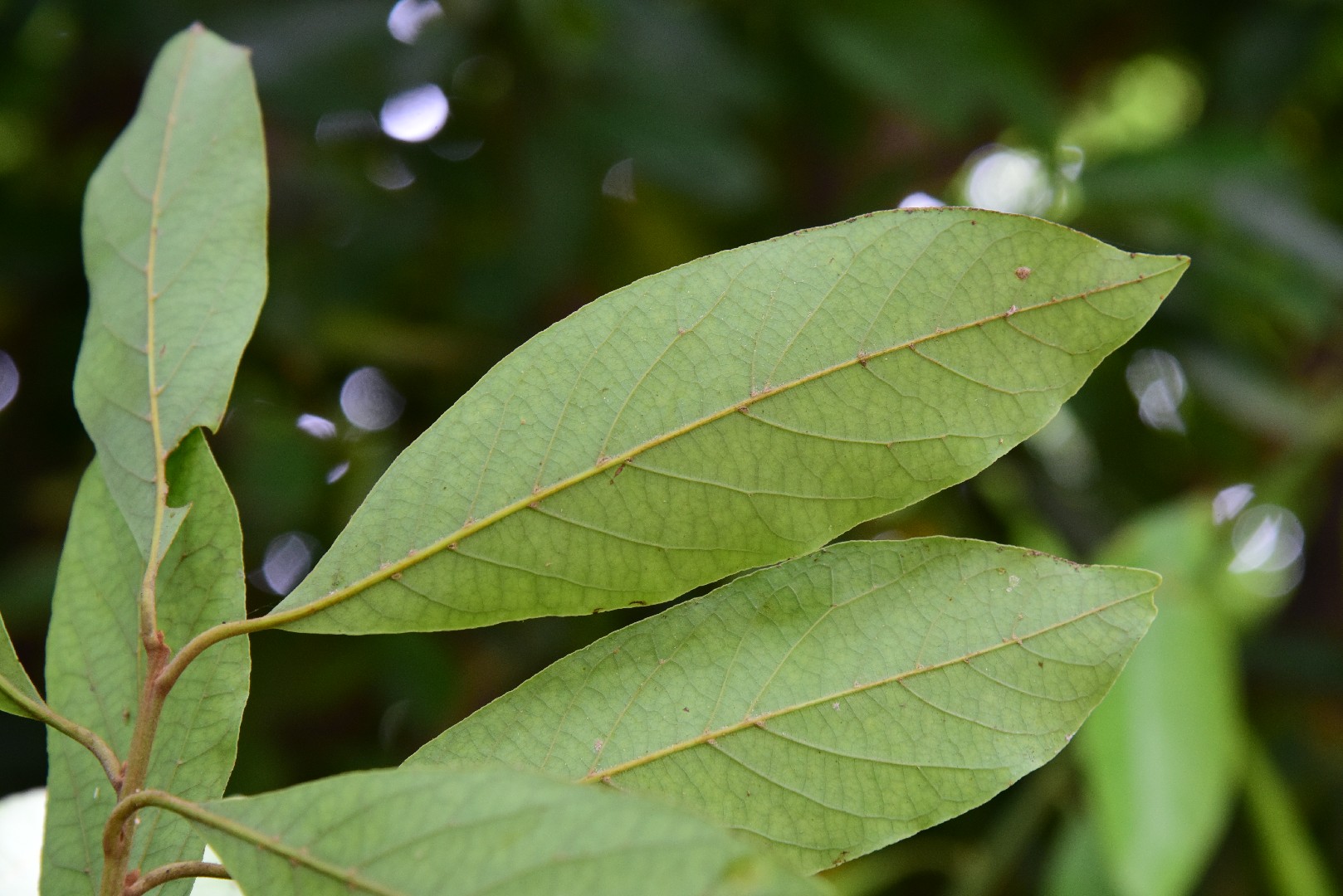 Canary laurel (Apollonias barbujana) Flower, Leaf, Care, Uses - PictureThis