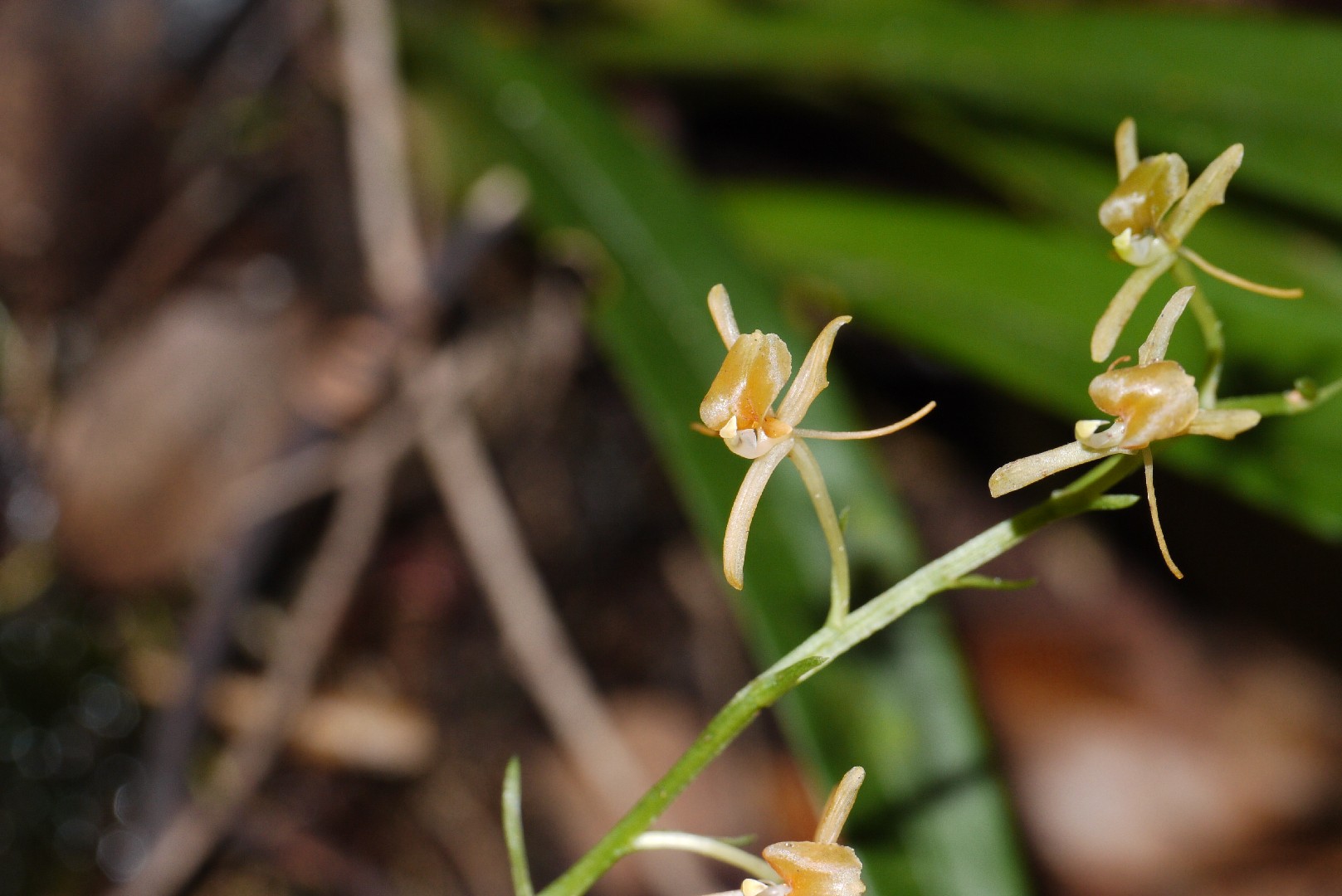 Widelip orchids (Liparis) Flower, Leaf, Care, Uses - PictureThis