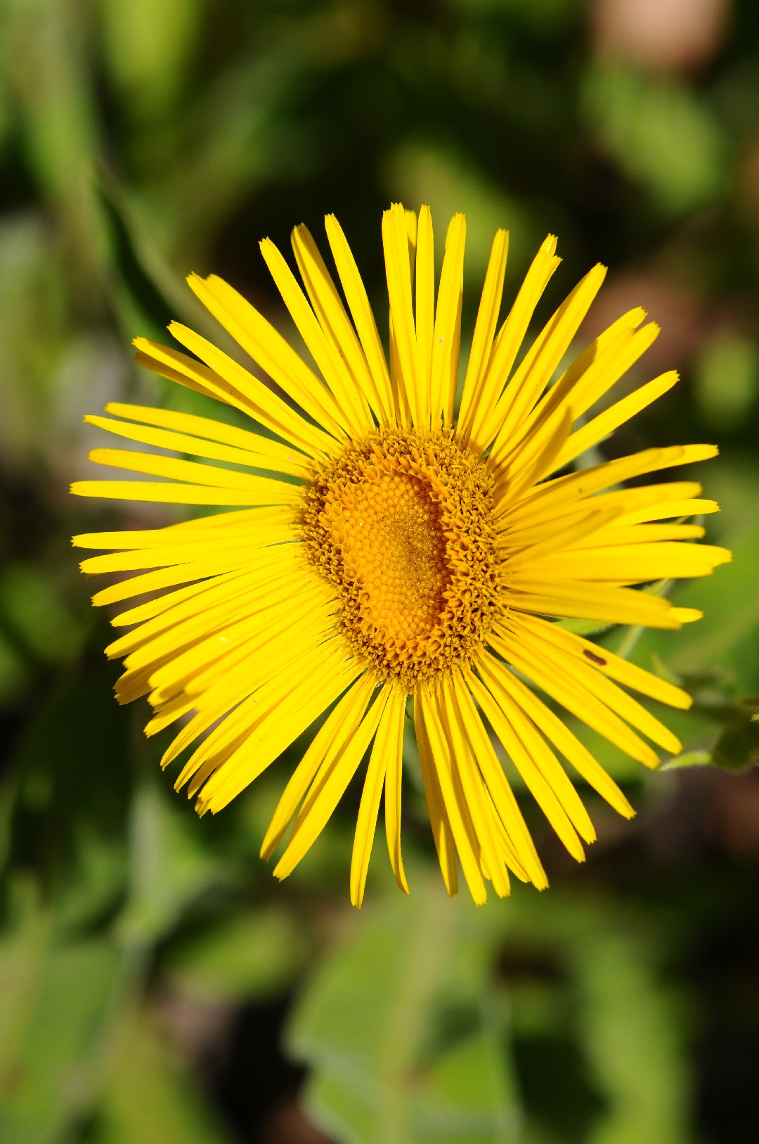 Pulicaria insignis Flower, Leaf, Care, Uses - PictureThis