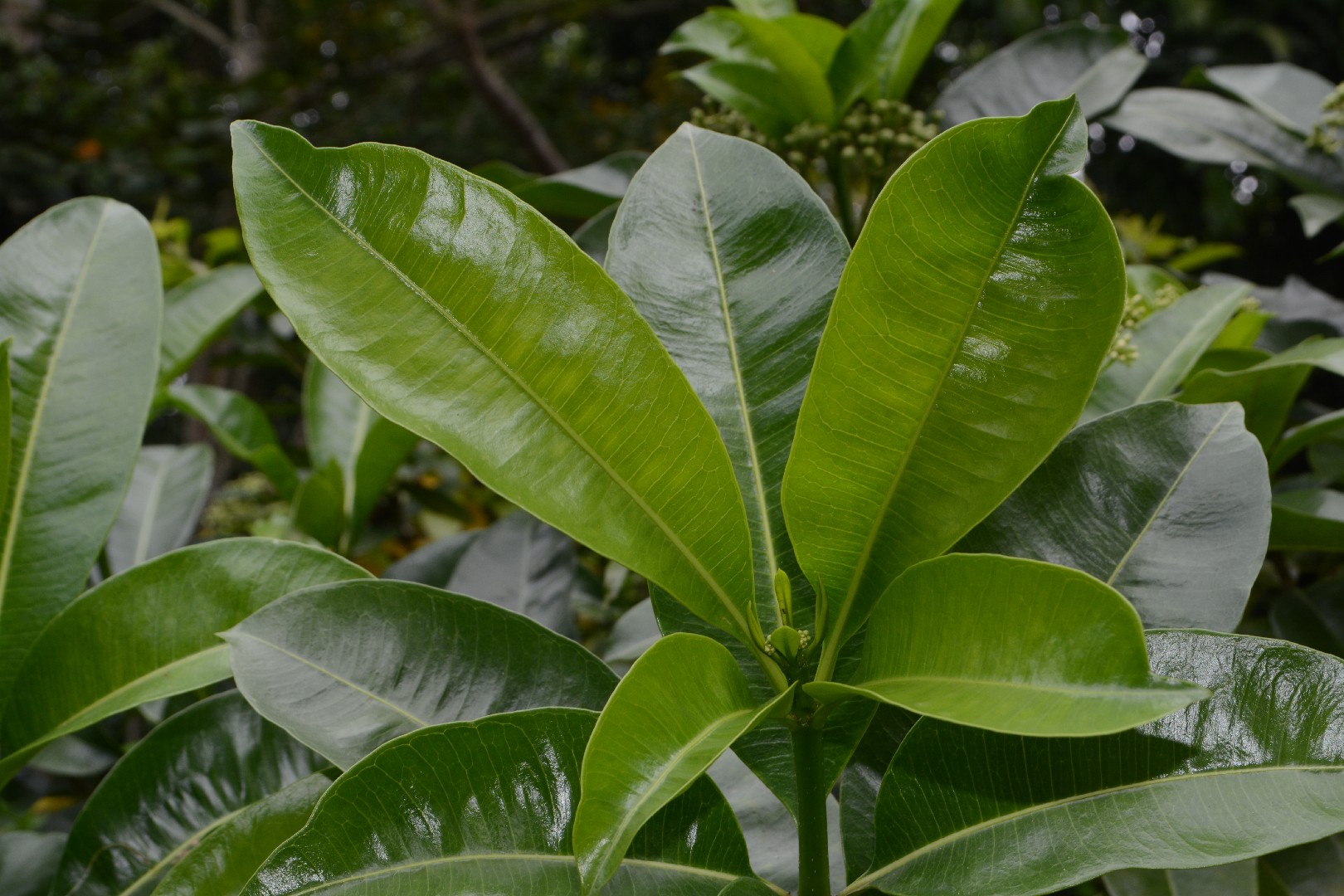 Poison devil's-pepper (Rauvolfia vomitoria) Flower, Leaf, Care, Uses ...