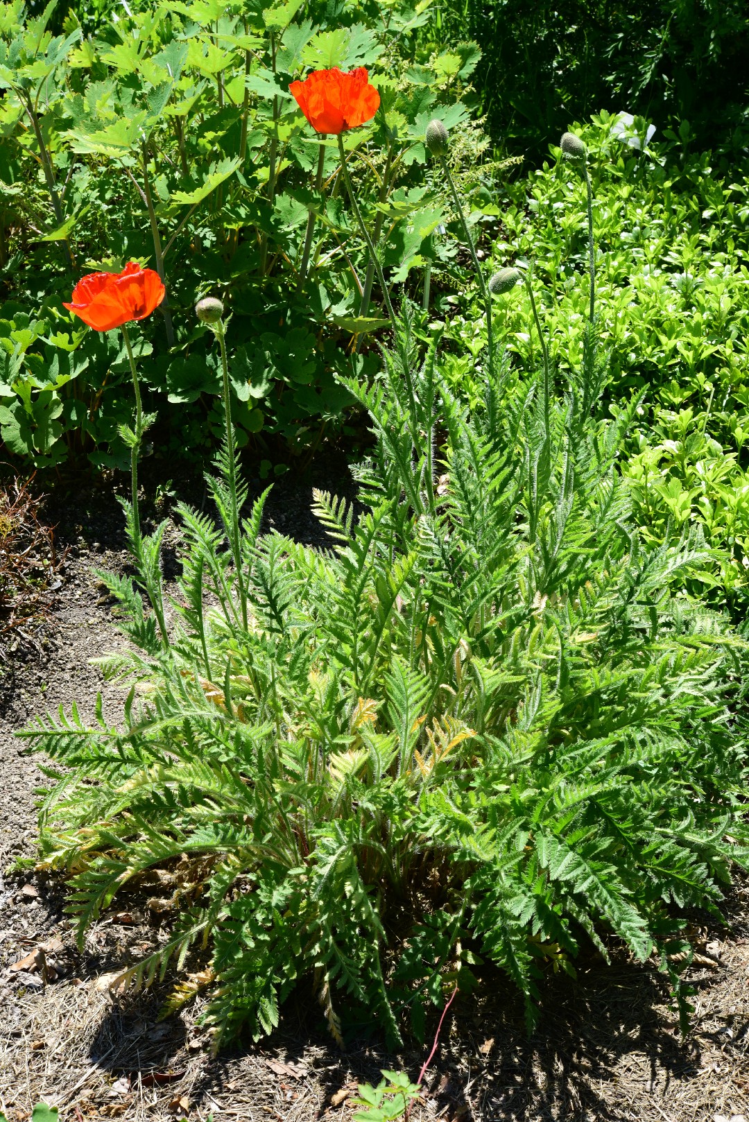 숙근양귀비 (Papaver orientale) - PictureThis