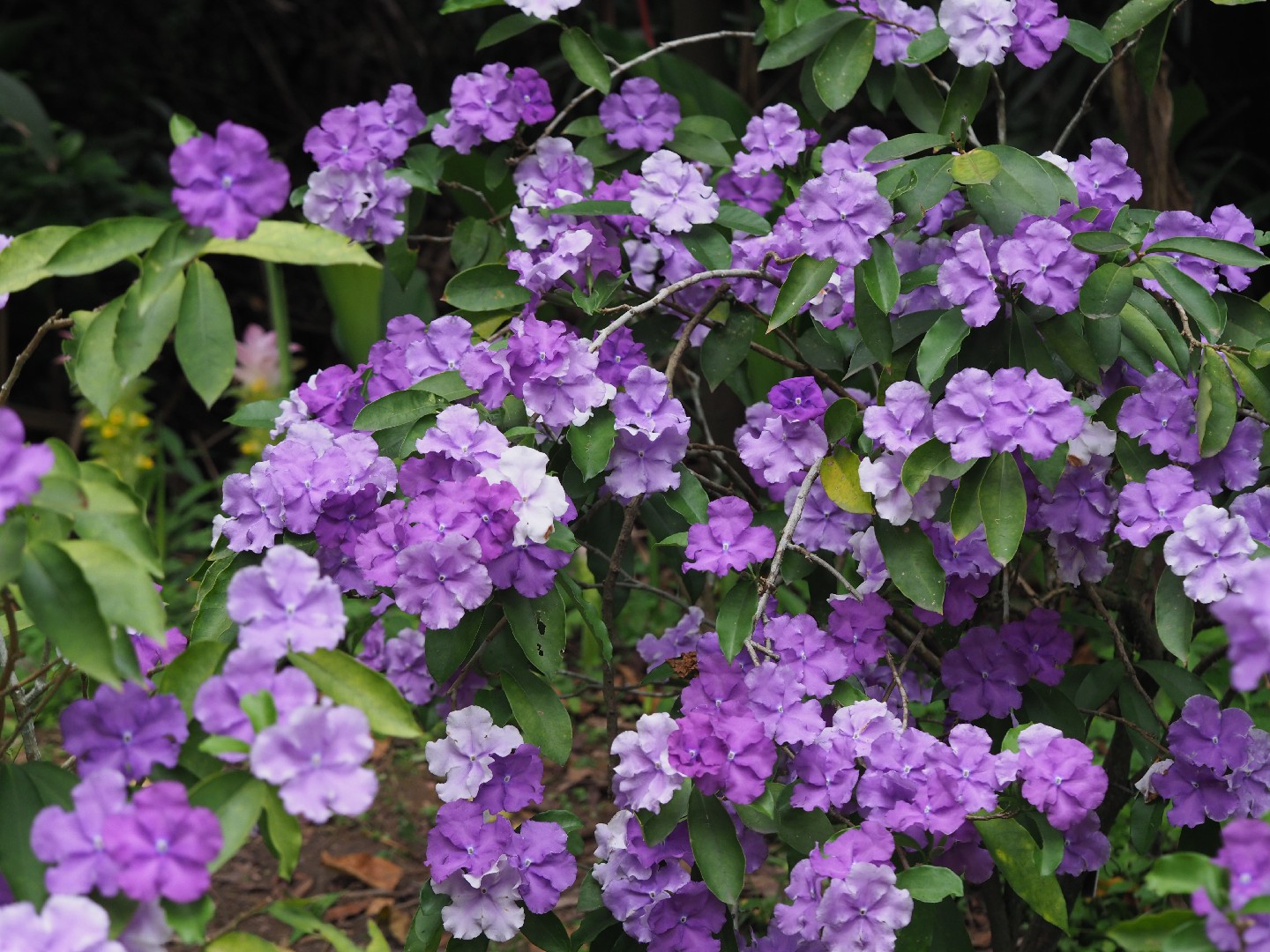 Brunfelsia grandiflora - PictureThis