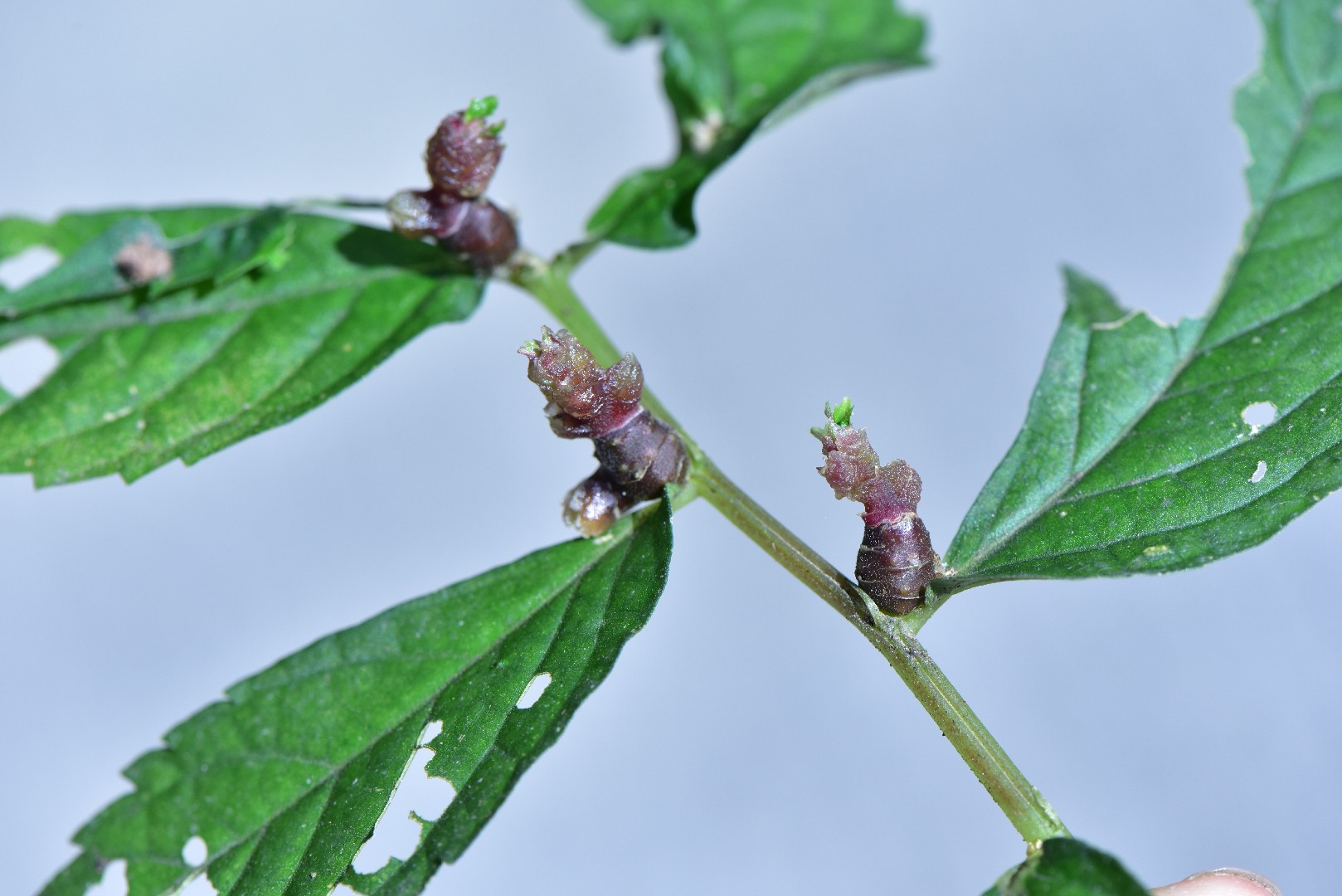 Elatostema Flower, Leaf, Care, Uses - PictureThis