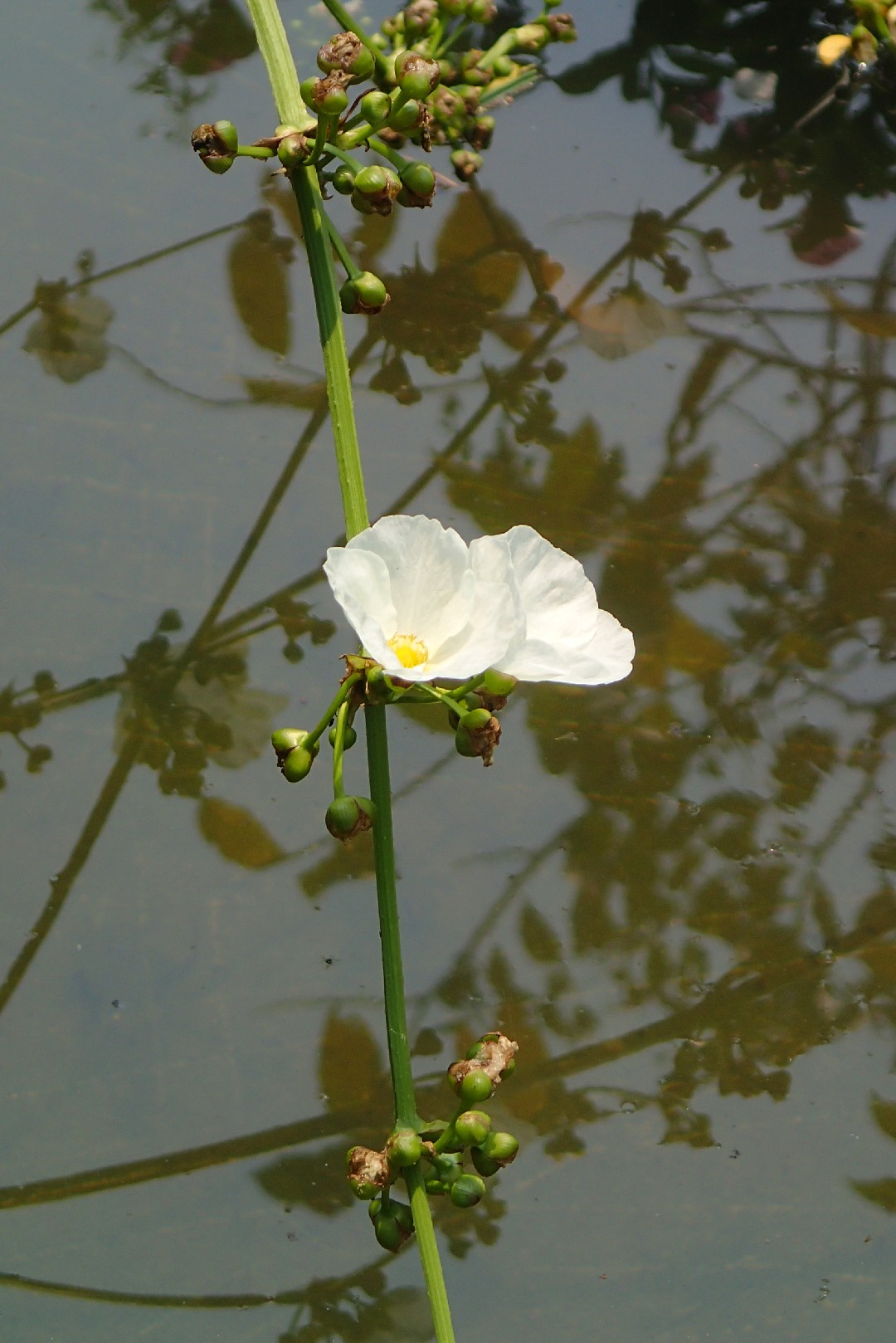 Ranalisma rostrata - PictureThis