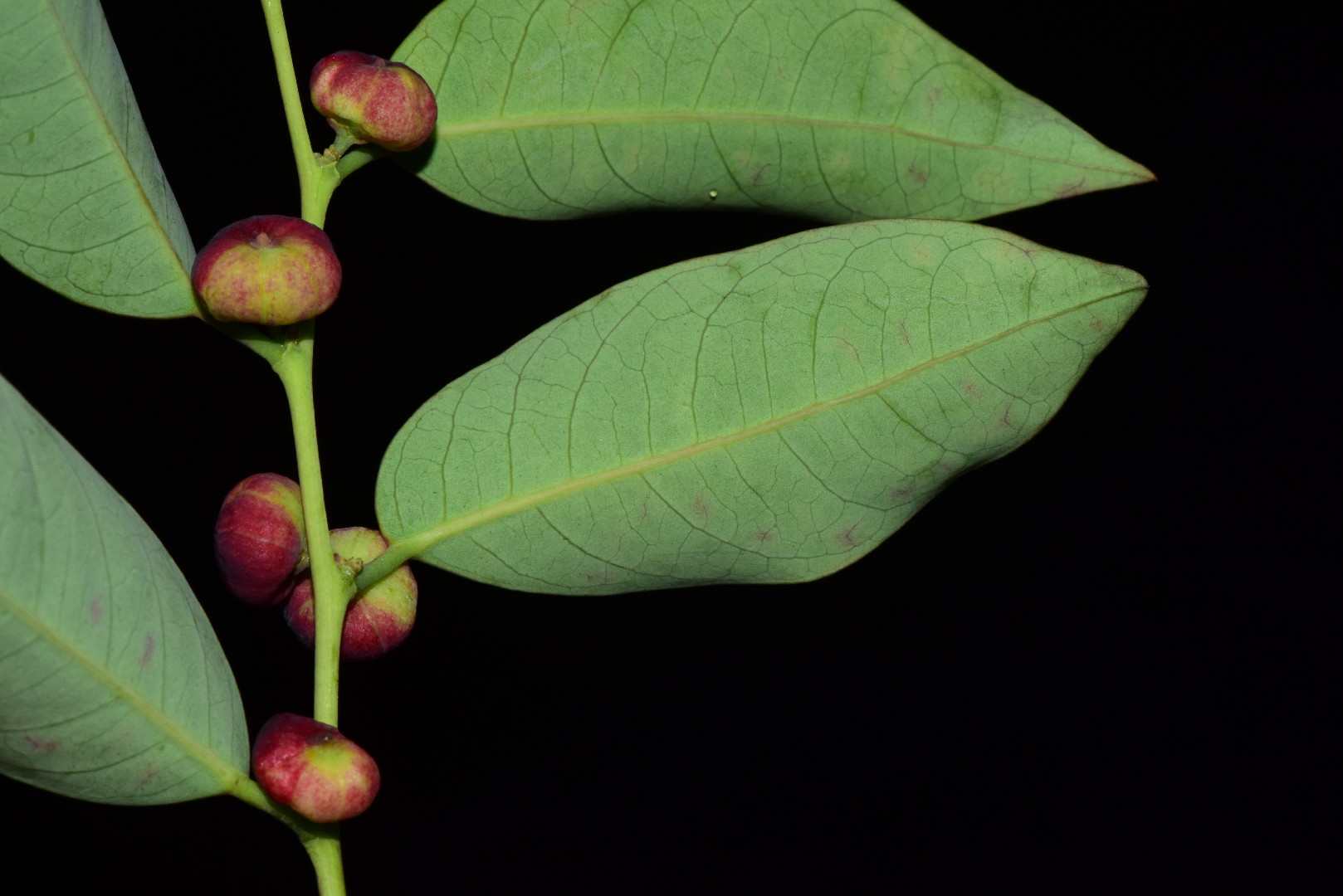 Leaf-flower (Phyllanthaceae) Flower, Leaf, Care, Uses - PictureThis