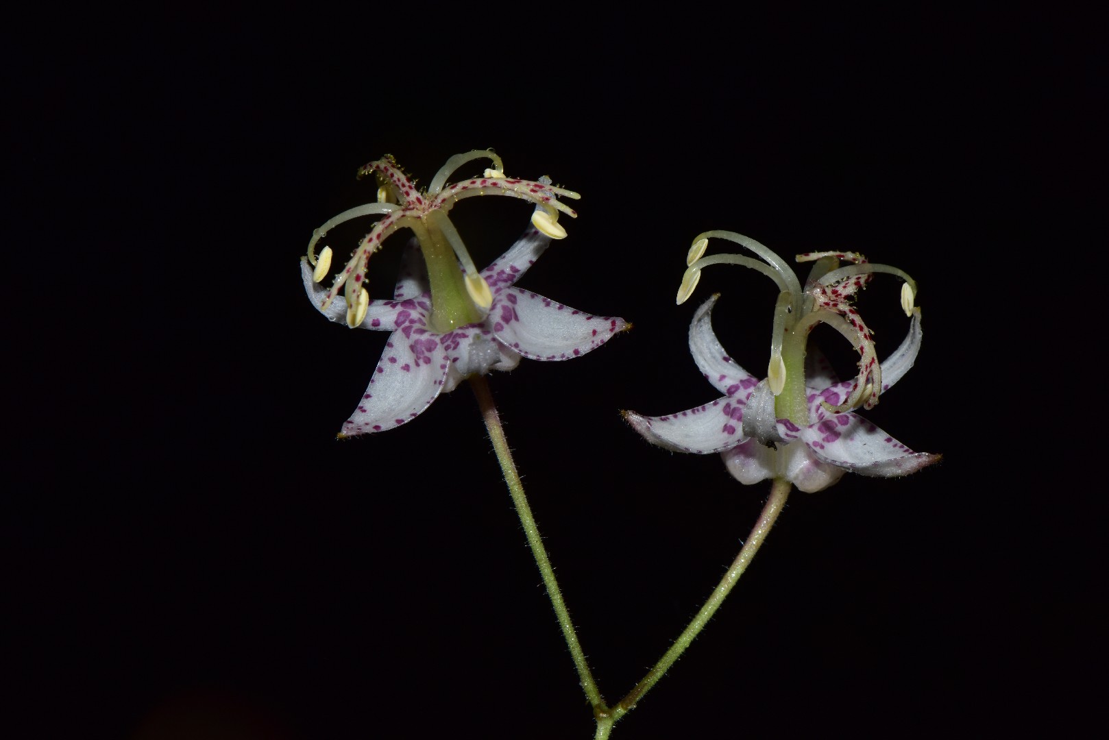 Tricyrtis affinis - PictureThis