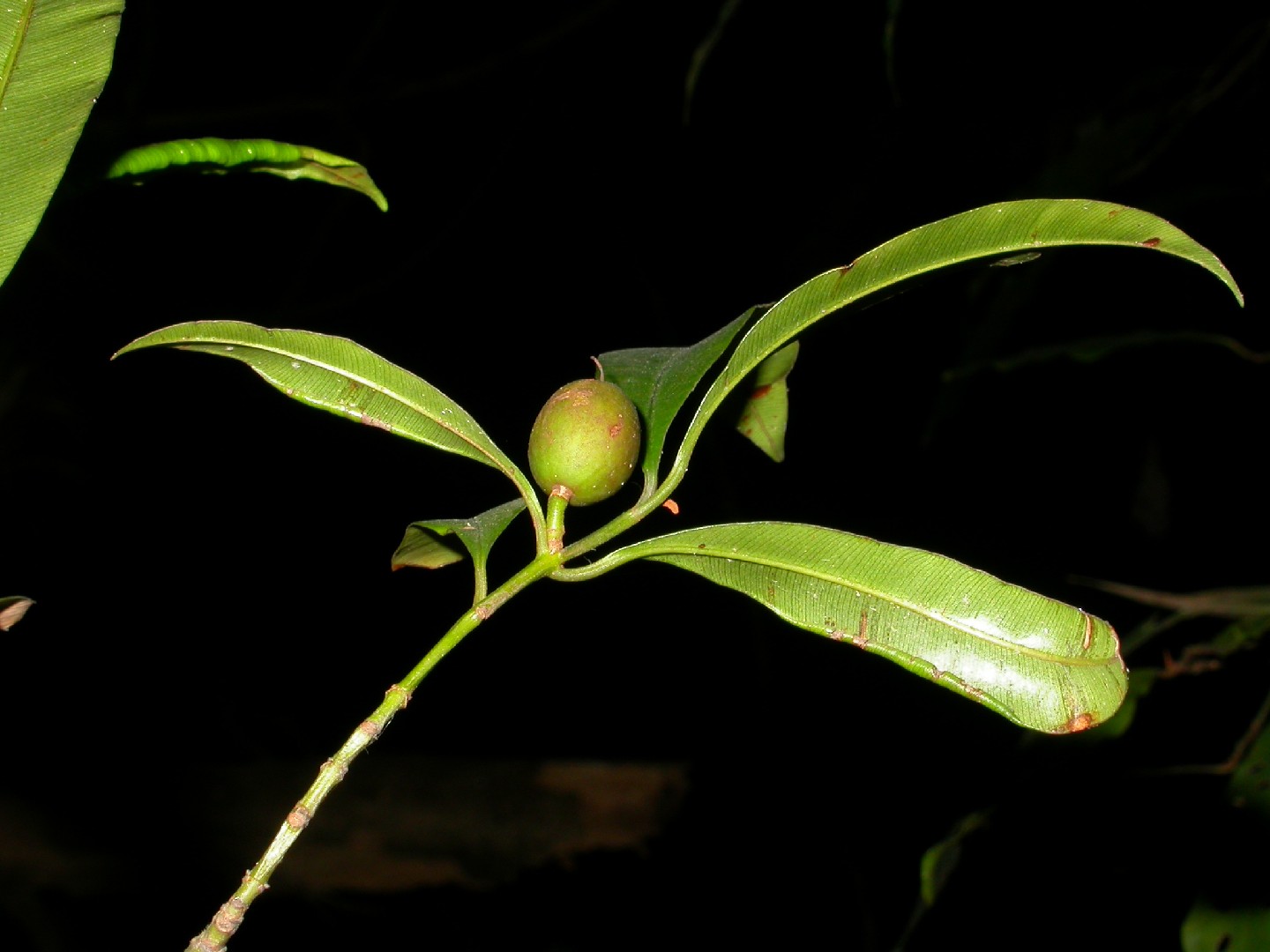 Radix calophyllum (Calophyllum membranaceum) Flower, Leaf, Care, Uses ...