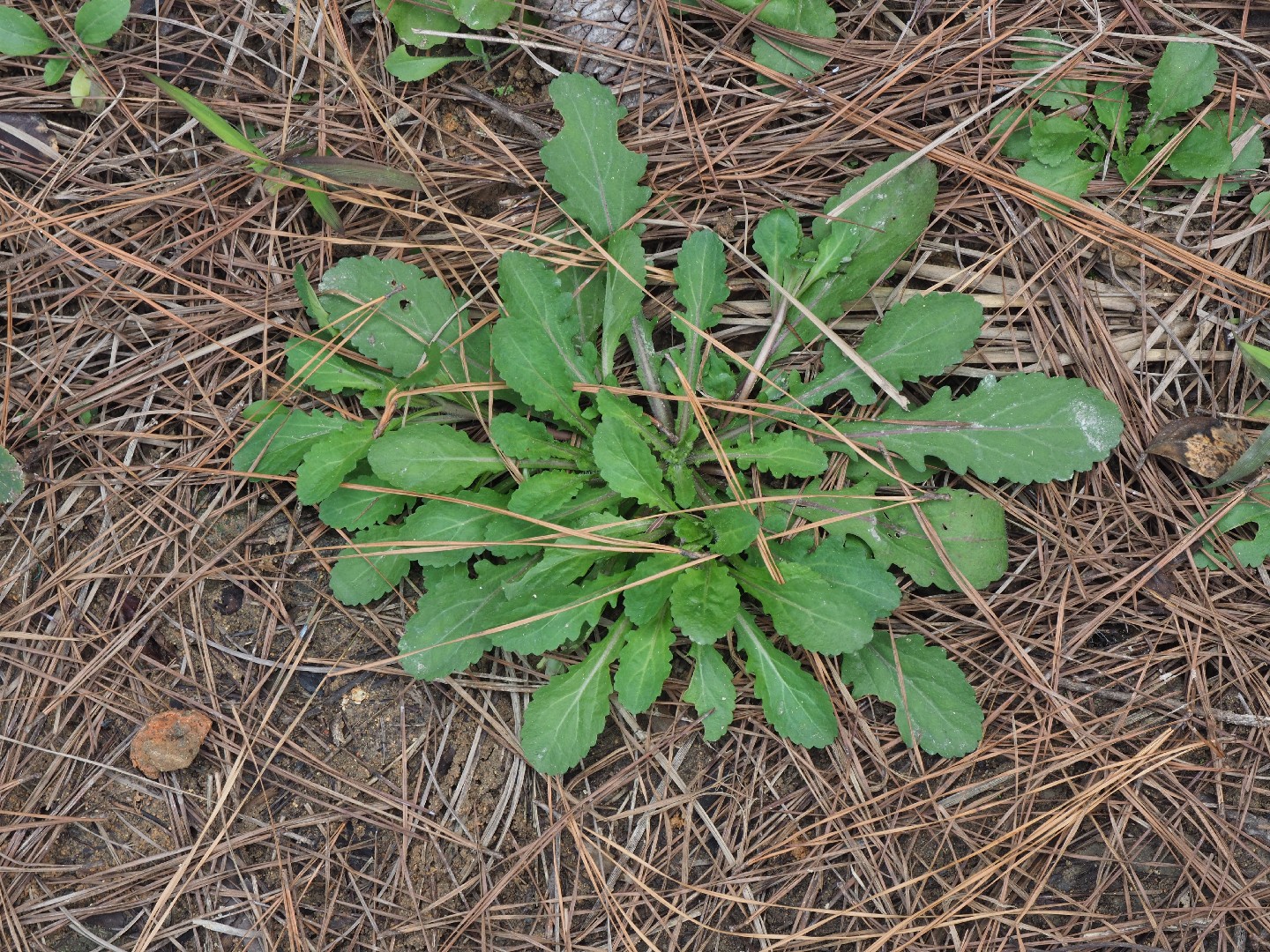 Mazus fukienensis - PictureThis