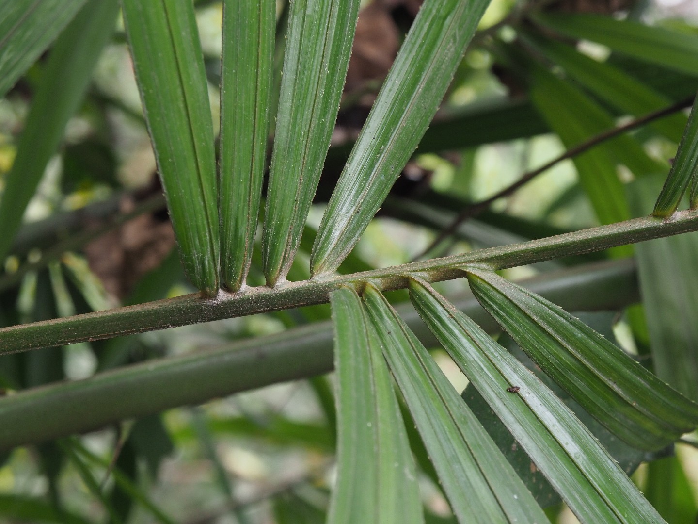 Calamus thysanolepis - PictureThis