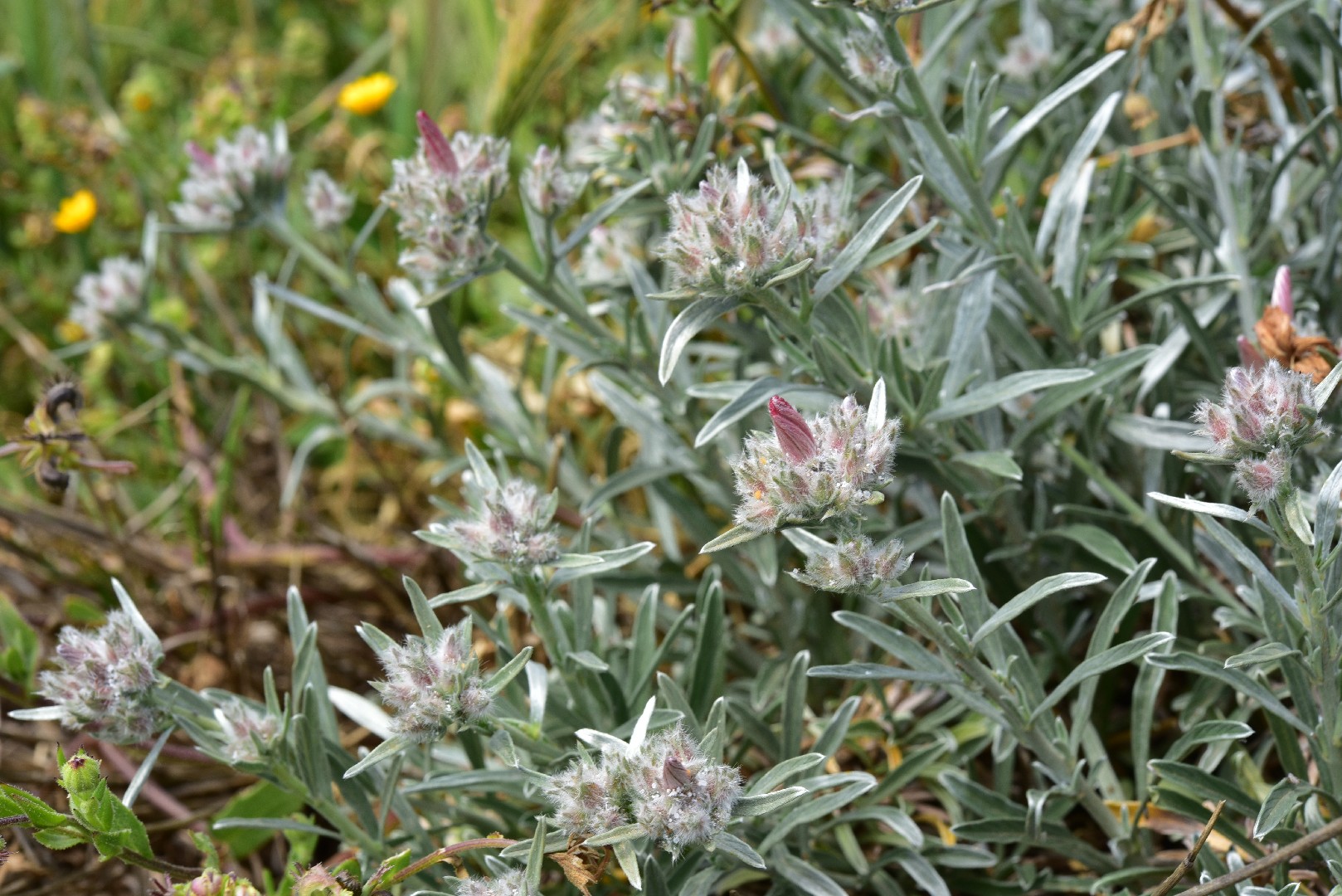 Calandsklokje (Convolvulus lineatus) - PictureThis
