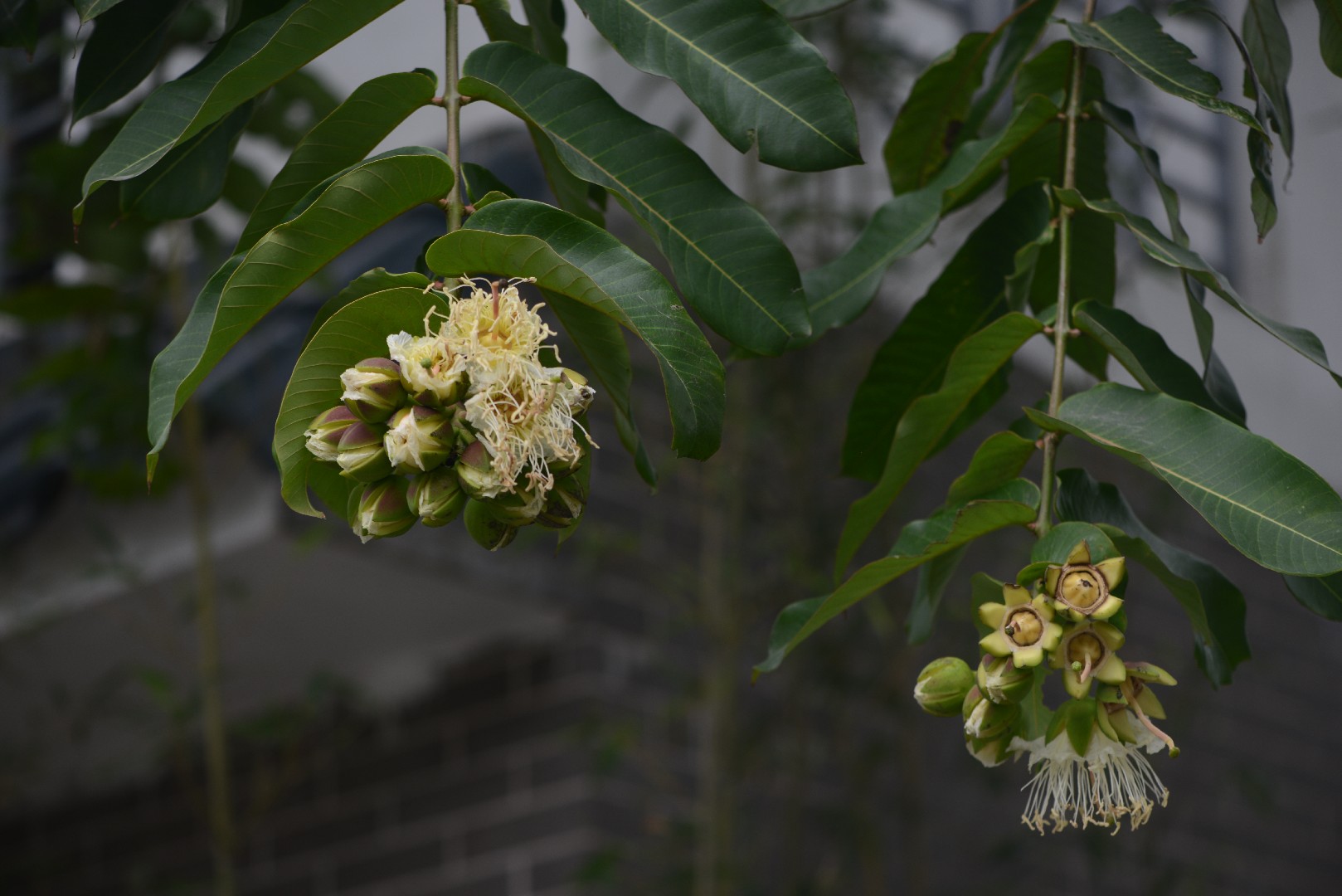 八寶樹 (Duabanga grandiflora) 照顧，種植，繁殖，開花時間 - PictureThis