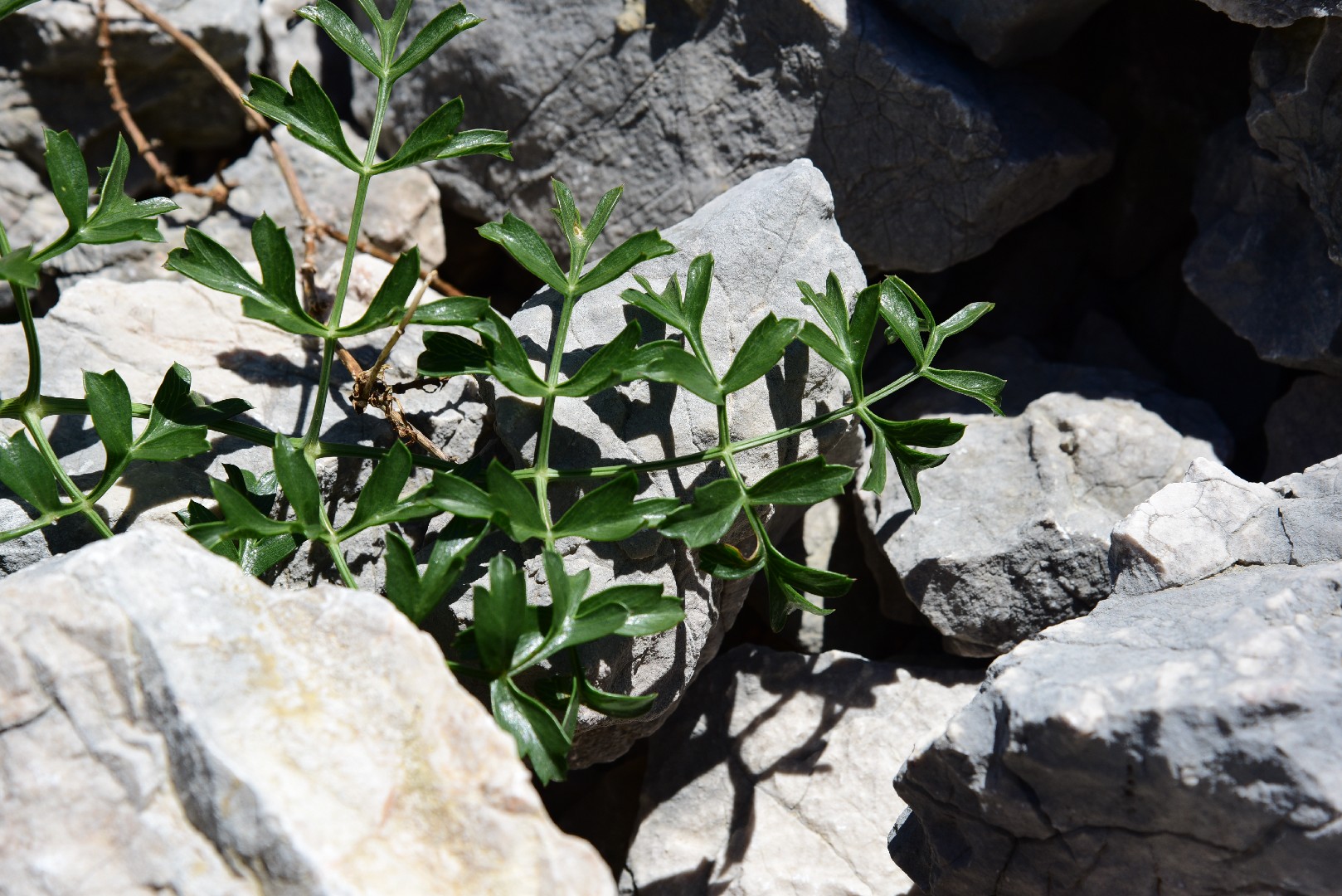 French laserpitium (Laserpitium gallicum) Flower, Leaf, Care, Uses ...