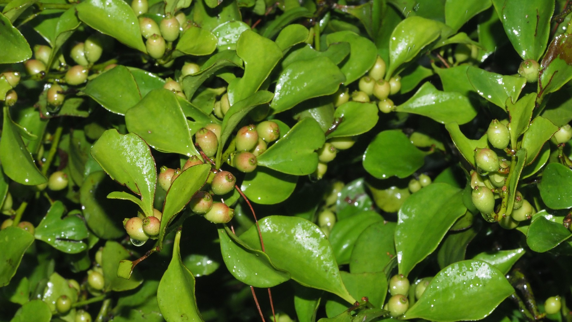 Dendrotrophe Care (Watering, Fertilize, Pruning, Propagation) - PictureThis