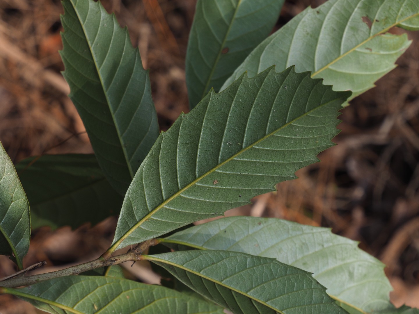 Castanopsis sclerophylla - PictureThis