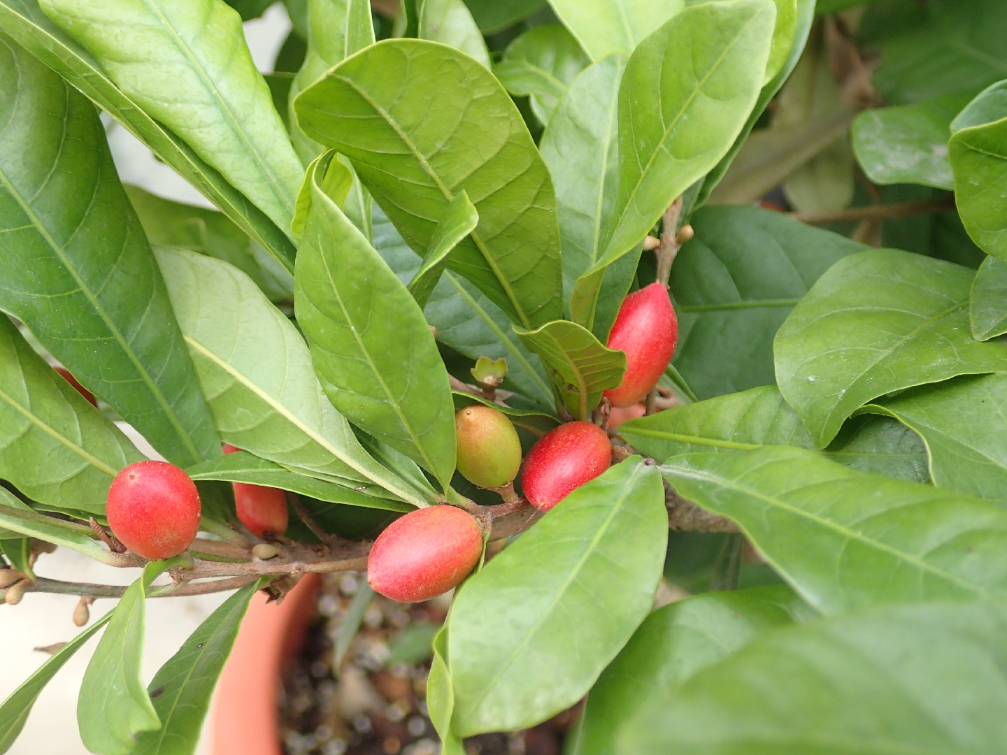 Synsepalum Care (Watering, Fertilize, Pruning, Propagation) - PictureThis