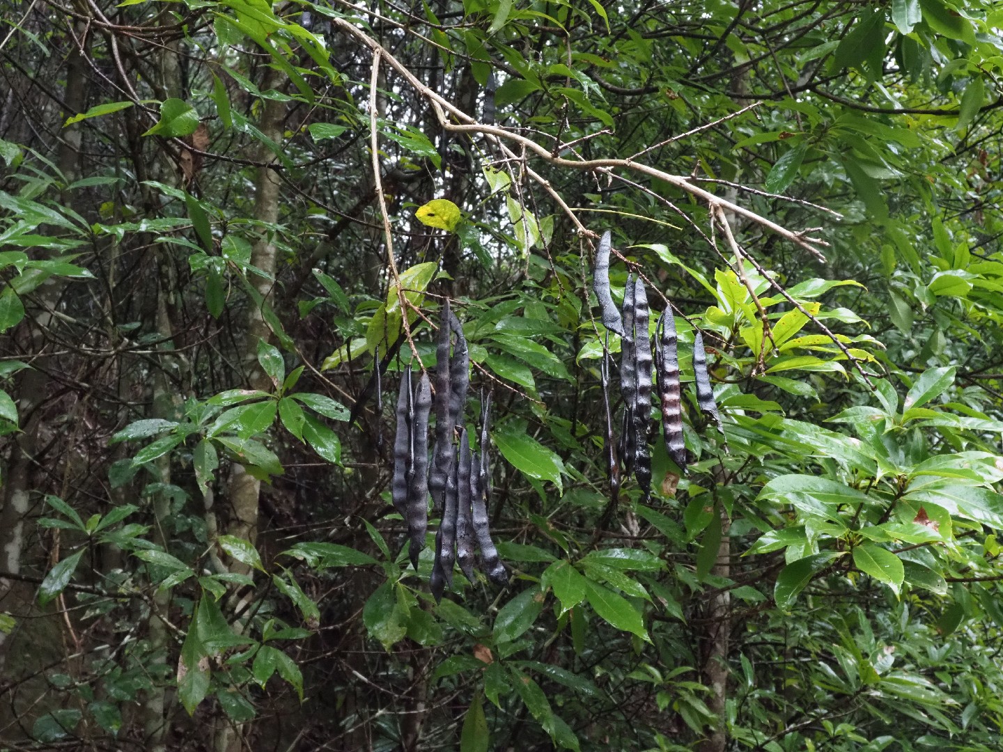 Callerya reticulata - PictureThis