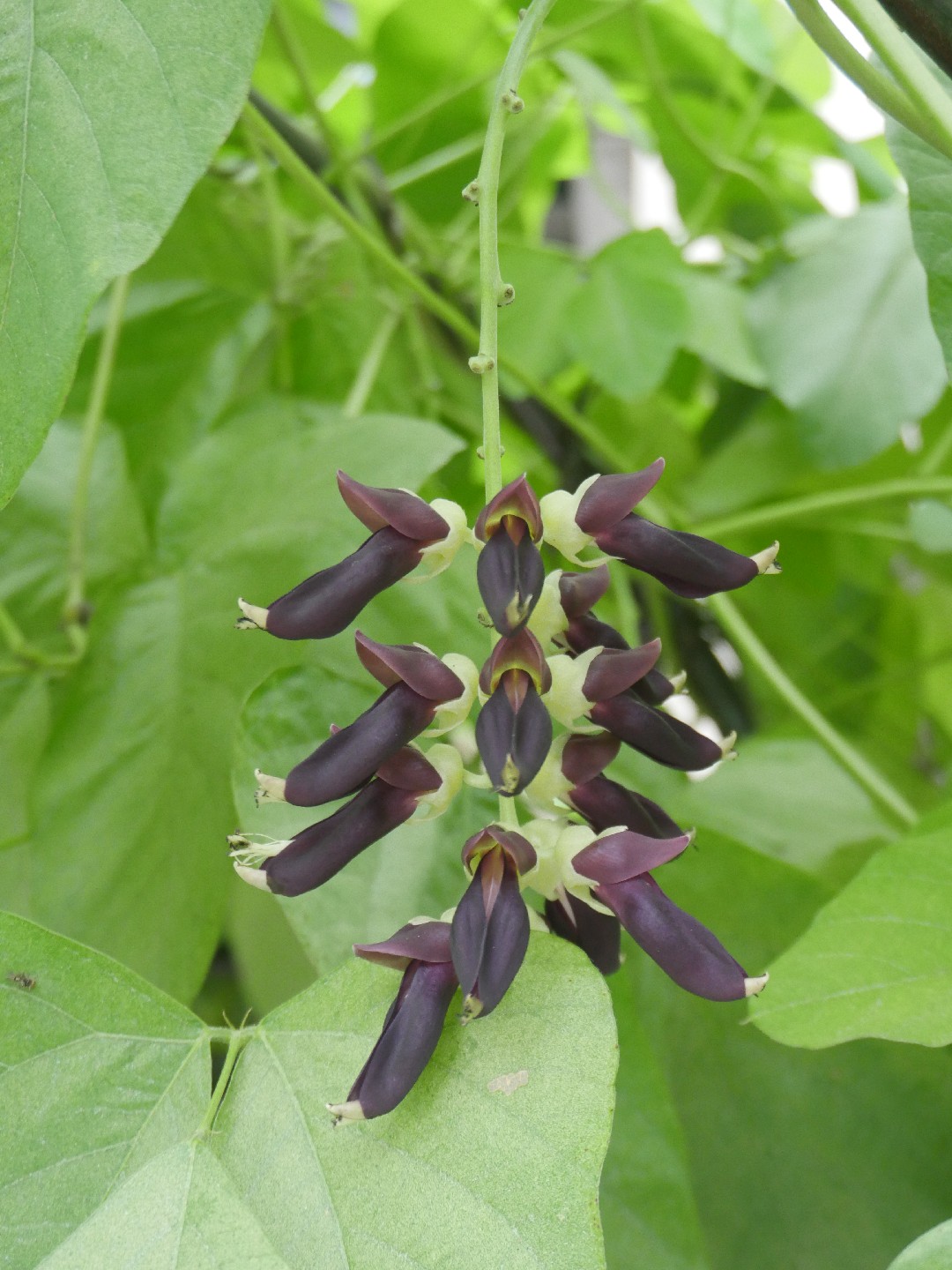 Mucuna pruriens var. utilis - PictureThis