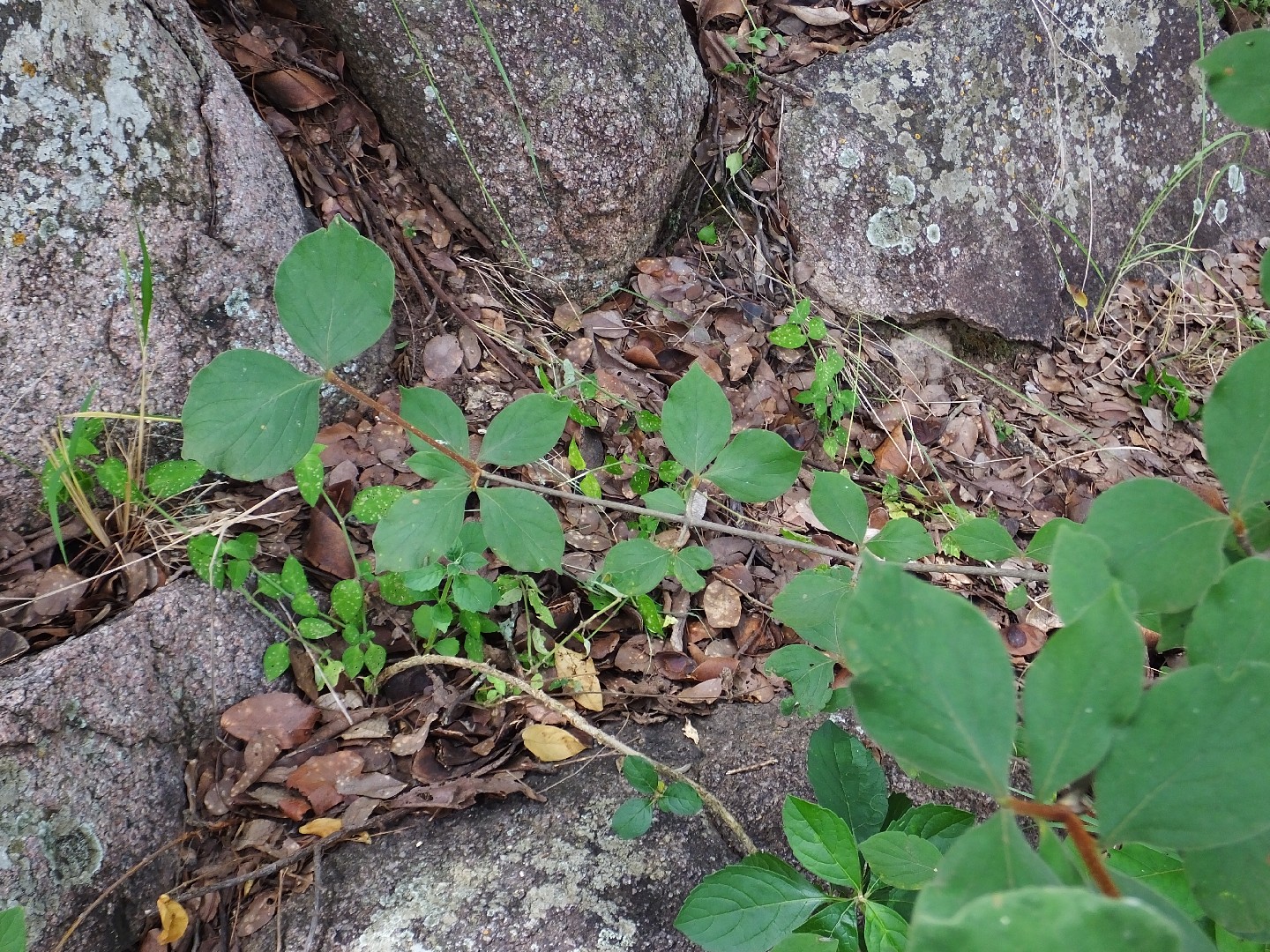 Vangueria infausta - PictureThis