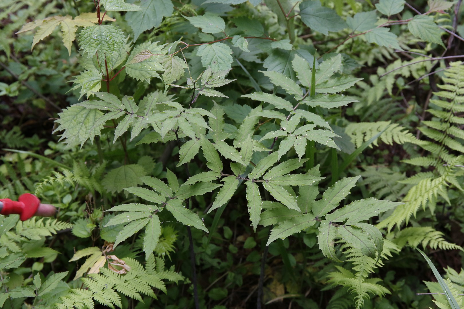 Cardamine macrophylla - PictureThis