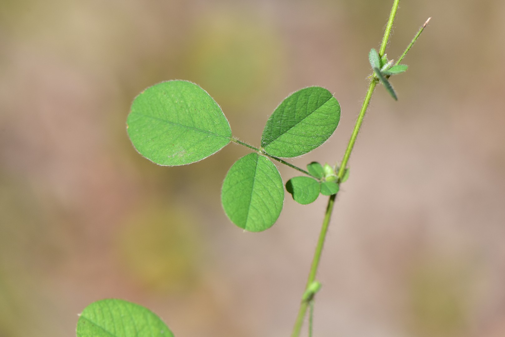 Lespedeza pilosa - PictureThis
