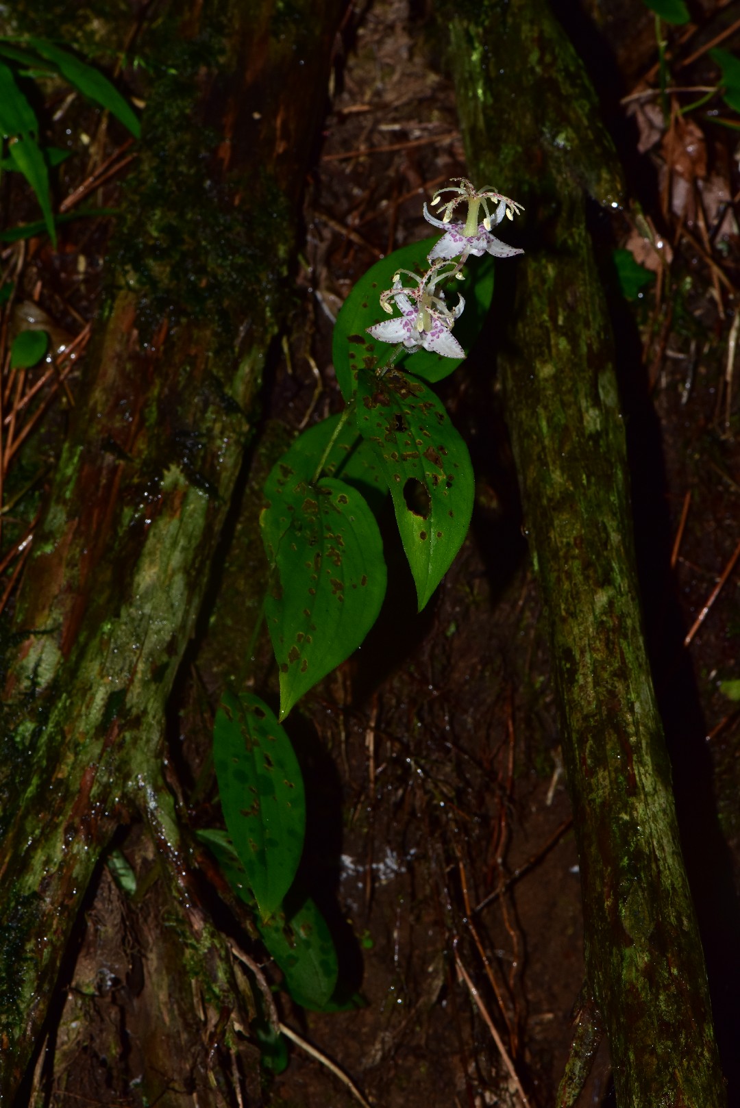 Tricyrtis affinis - PictureThis