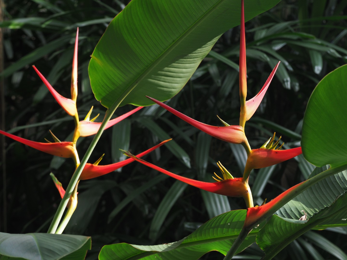 ヘリコニア・メタリカ (Heliconia metallica) 花言葉，毒性，よくある質問 - PictureThis