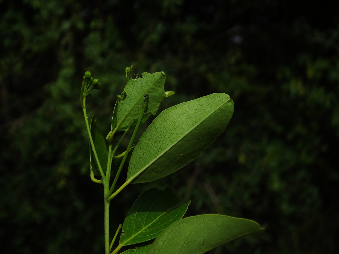 Maerua angolensis - PictureThis
