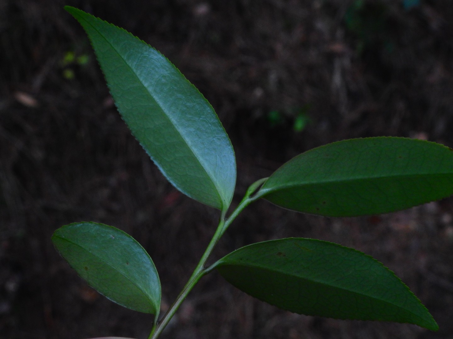 Eurya nitida - PictureThis