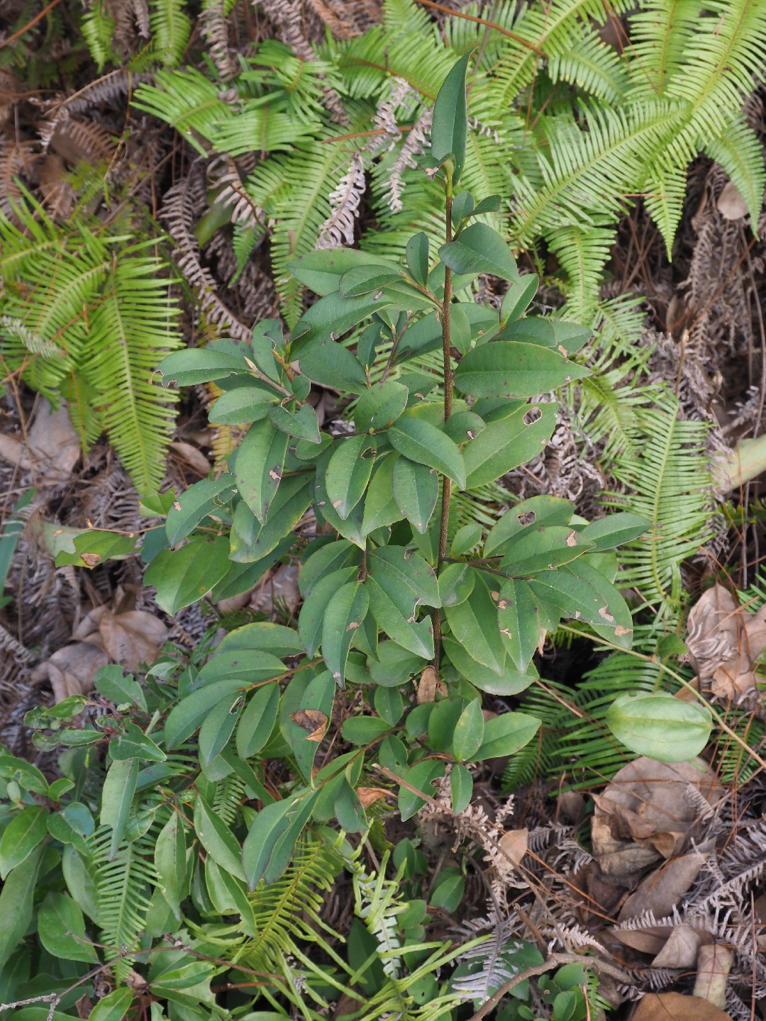 Adinandra millettii - PictureThis