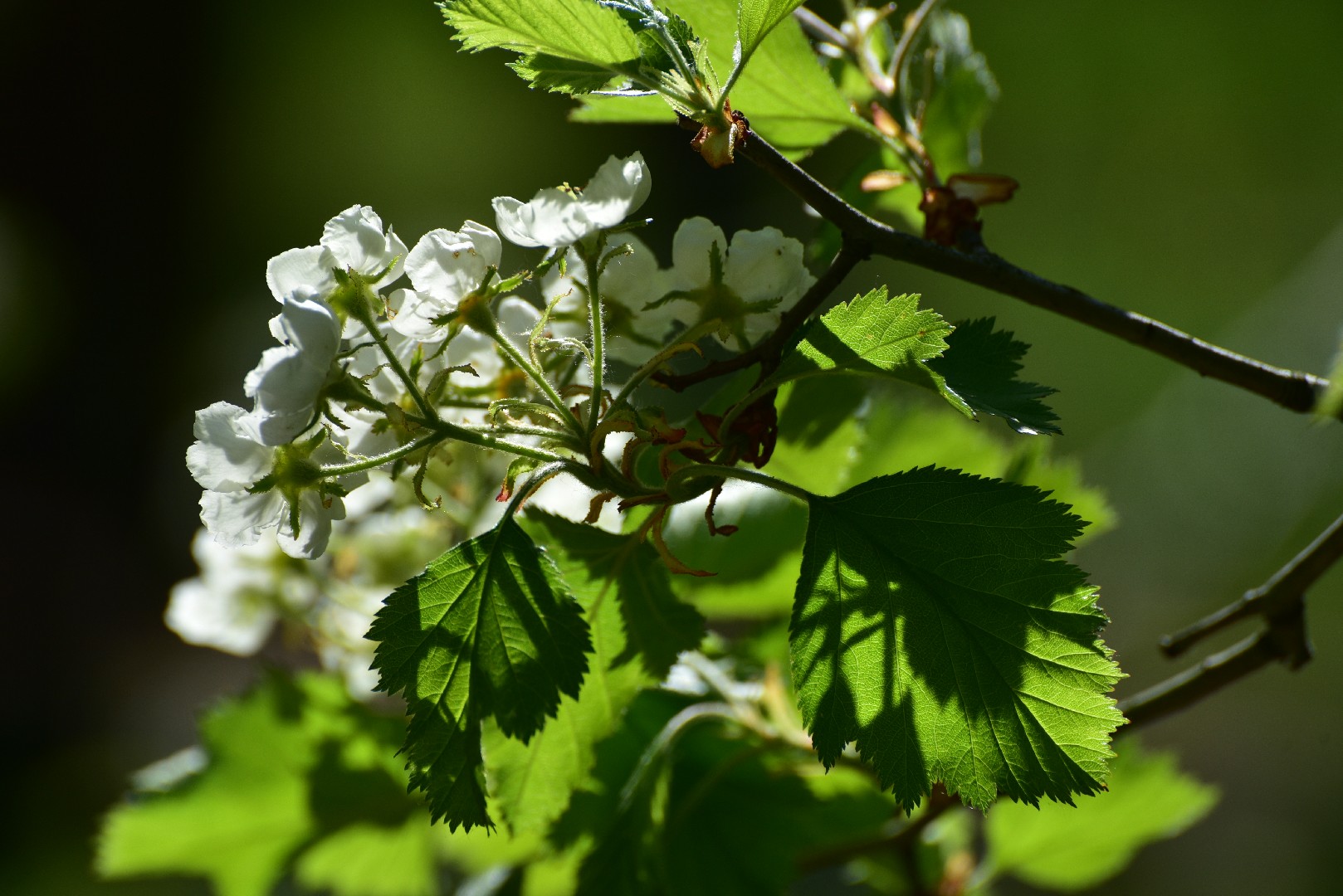 Scarlet hawthorn (Crataegus coccinea) Flower, Leaf, Care, Uses ...