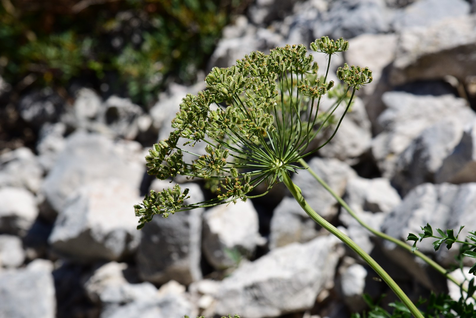 French laserpitium (Laserpitium gallicum) Flower, Leaf, Care, Uses ...