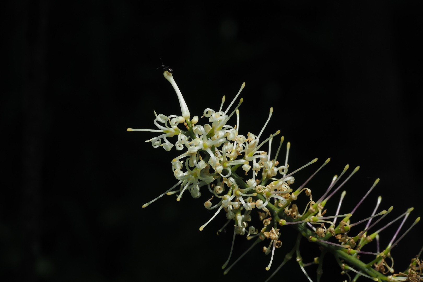 Helicia reticulata Flower, Leaf, Care, Uses - PictureThis