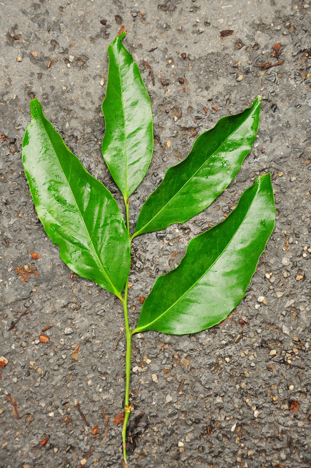 Drypetes perreticulata - PictureThis