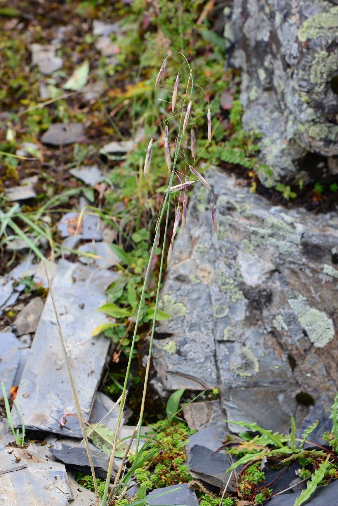 Littledalea racemosa Flower, Leaf, Care, Uses - PictureThis