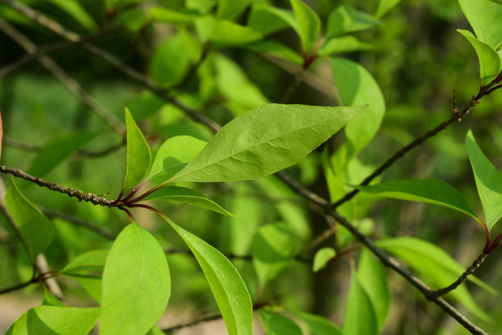 Eastern Swamp Privet (Forestiera acuminata) Flower, Leaf, Care, Uses ...