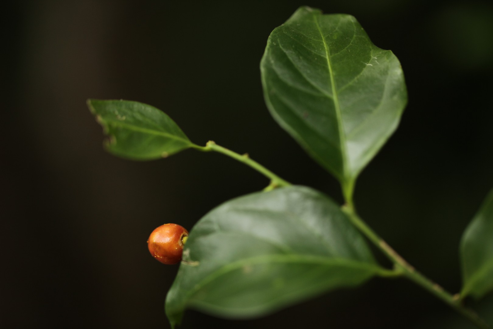 False olive (Champereia manillana) Flower, Leaf, Care, Uses - PictureThis